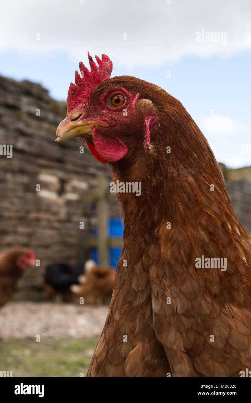 Close-up portrait of head of brown feathered chicken with red crest in ...
