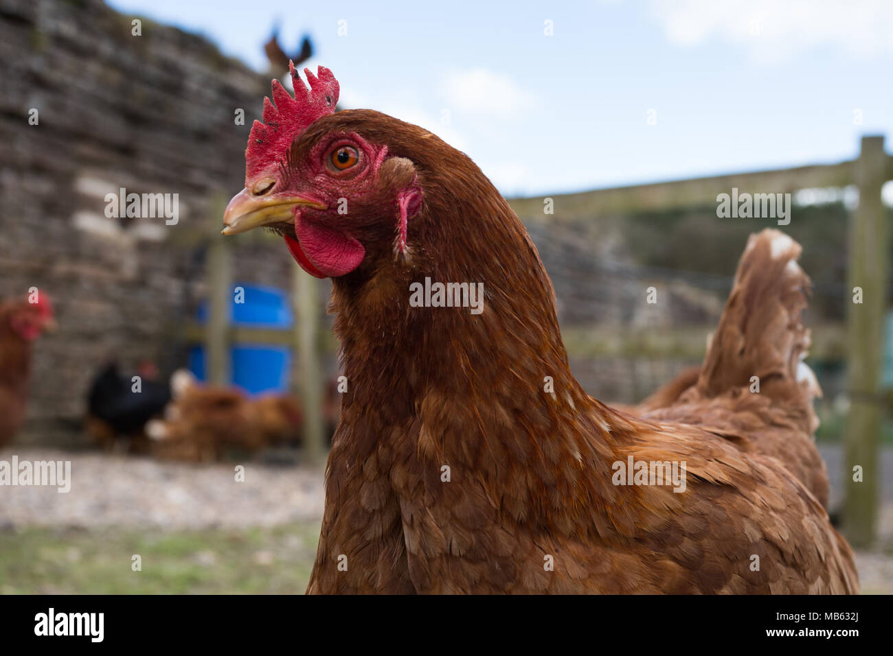 Close-up portrait of head of brown feathered chicken with red crest in ...