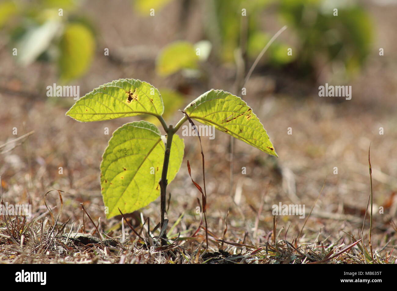 Baby plant hi-res stock photography and images - Alamy