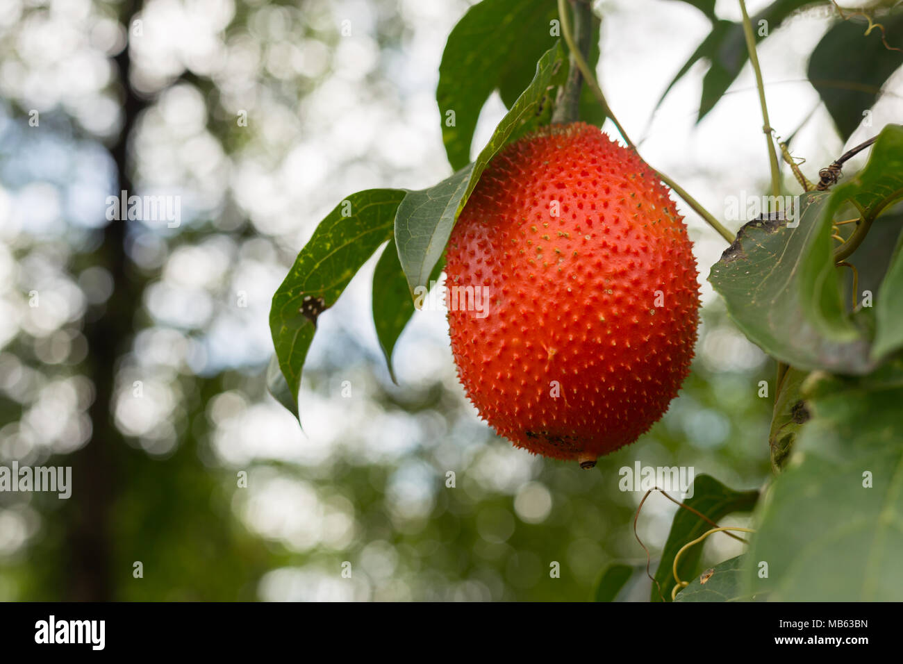 Baby Jackfruit High Resolution Stock Photography and Images - Alamy