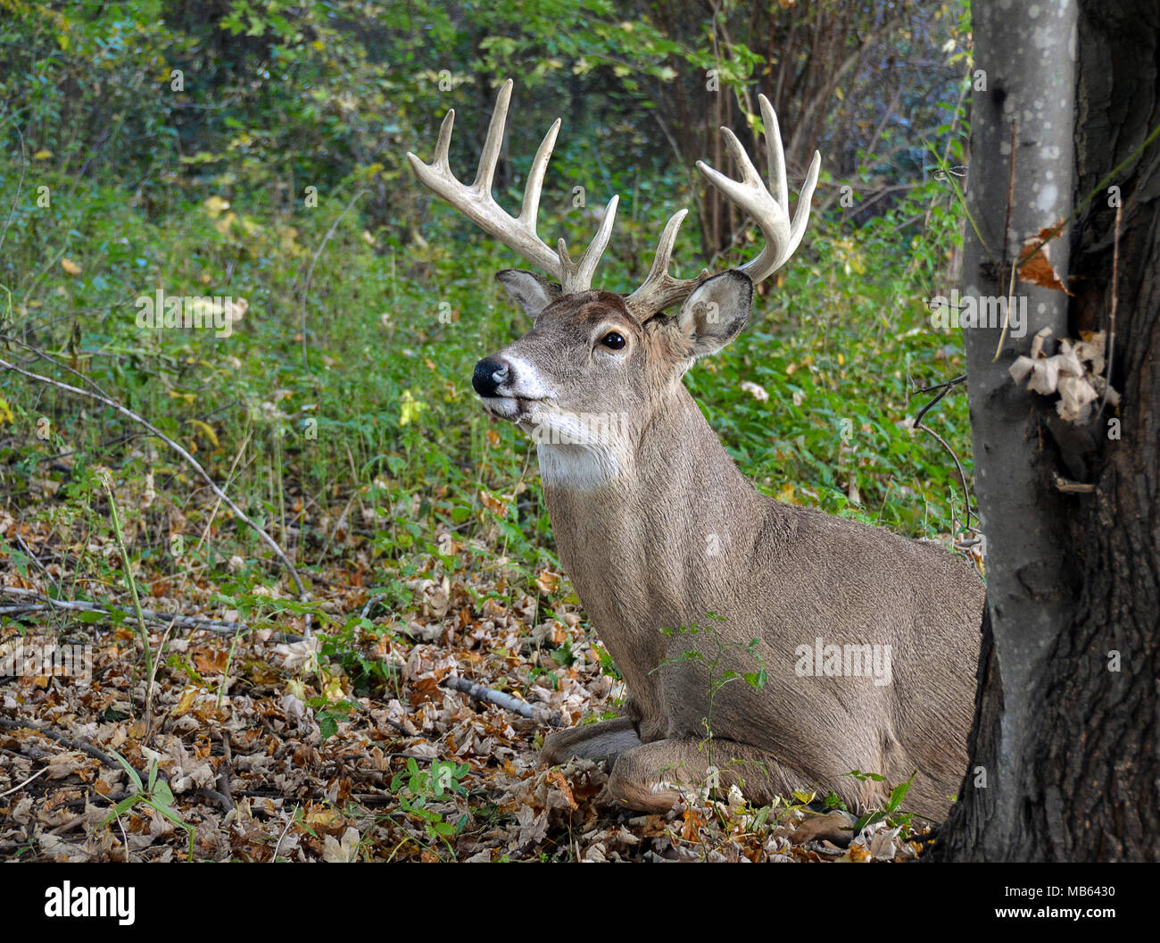 male deer with large antler rack lying down in autumn woods with ...