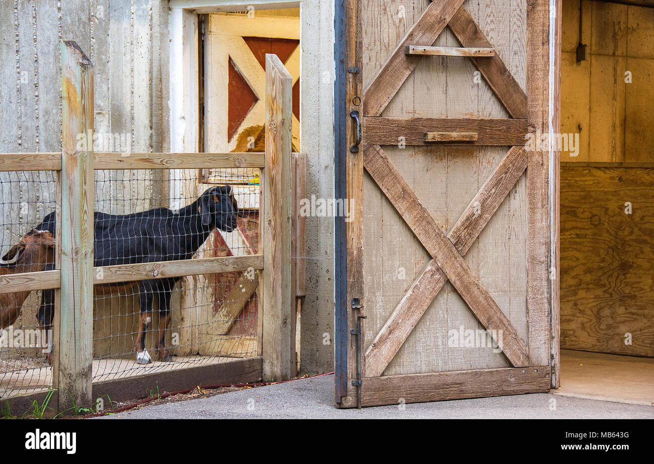 black goat in farm pen with rustic wooden door Stock Photo - Alamy