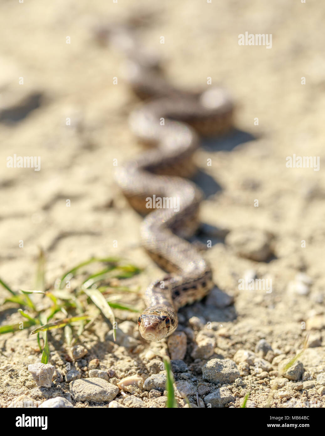 Pacific Gopher Snake (Pituophis catenifer catenifer) slithering across ...