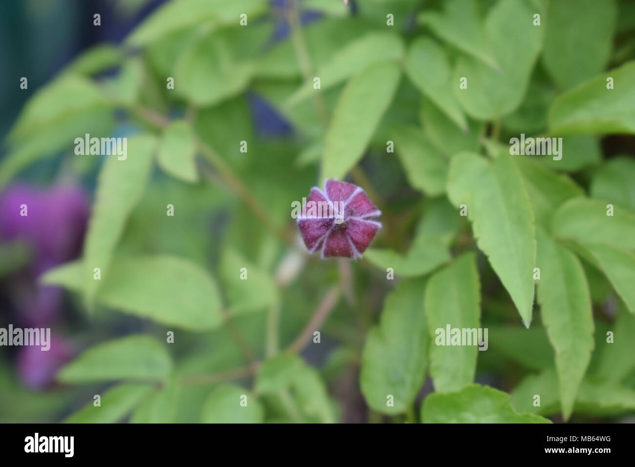Jingle bells clematis hi-res stock photography and images - Alamy