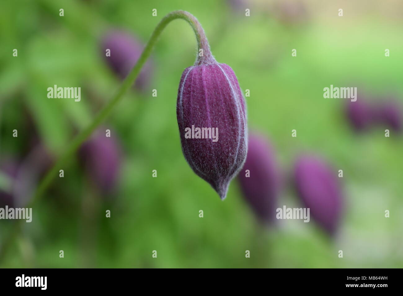 Clematis "Jingle bells Stock Photo - Alamy