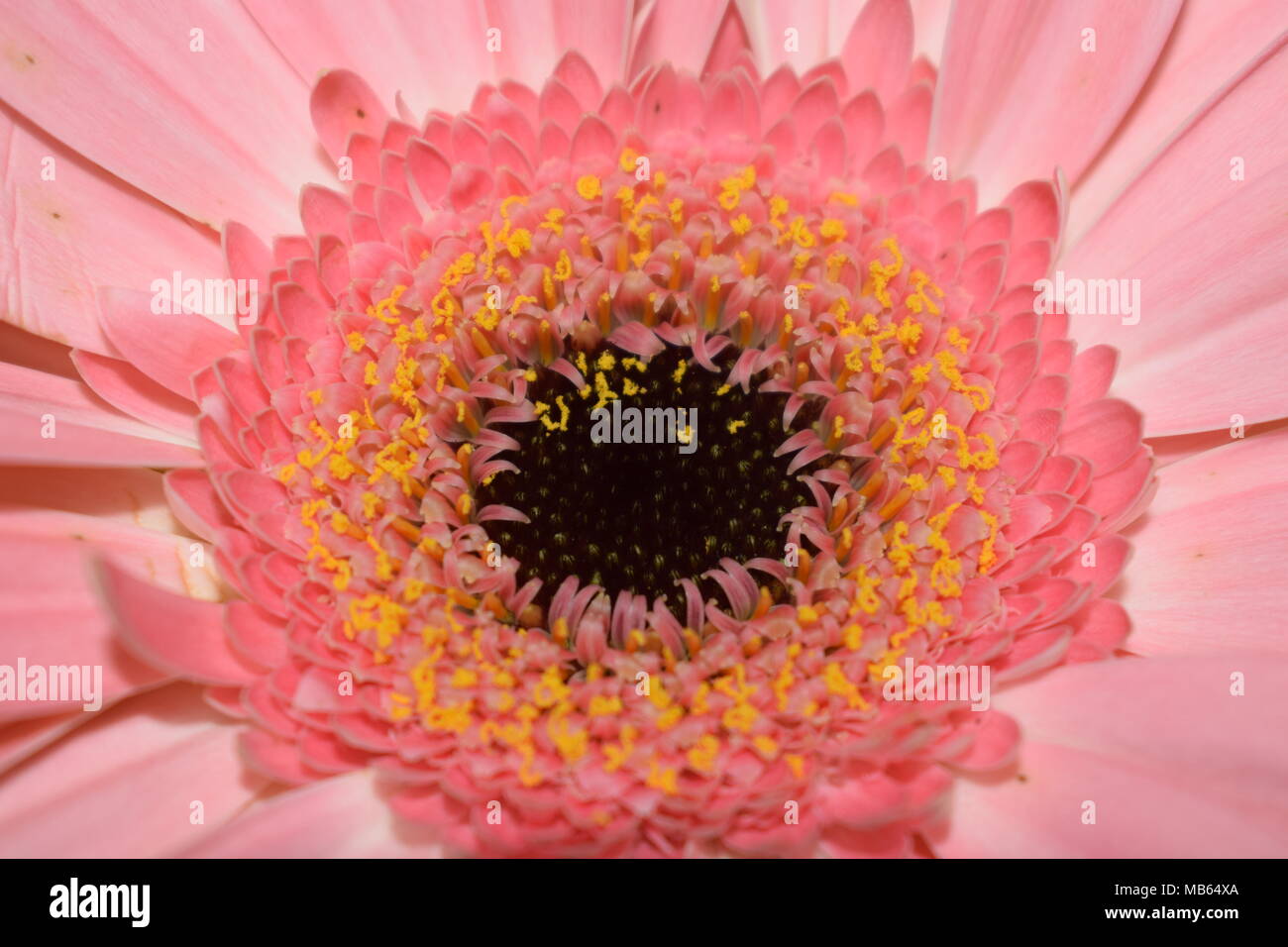 Long stalks of flowers hi-res stock photography and images - Alamy