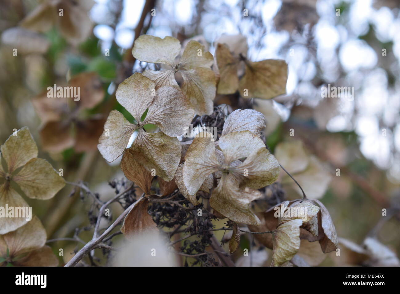 Big leaf hydrangea hi-res stock photography and images - Alamy