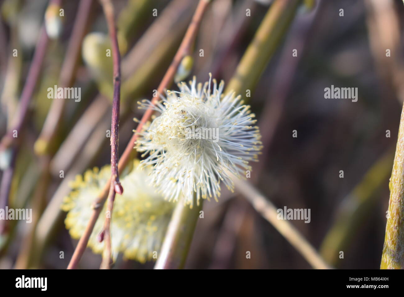 Long stalks of flowers hi-res stock photography and images - Alamy