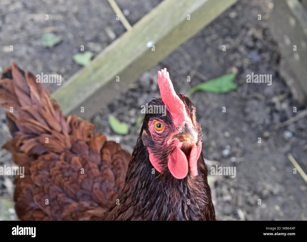 Big red rooster hi-res stock photography and images - Alamy