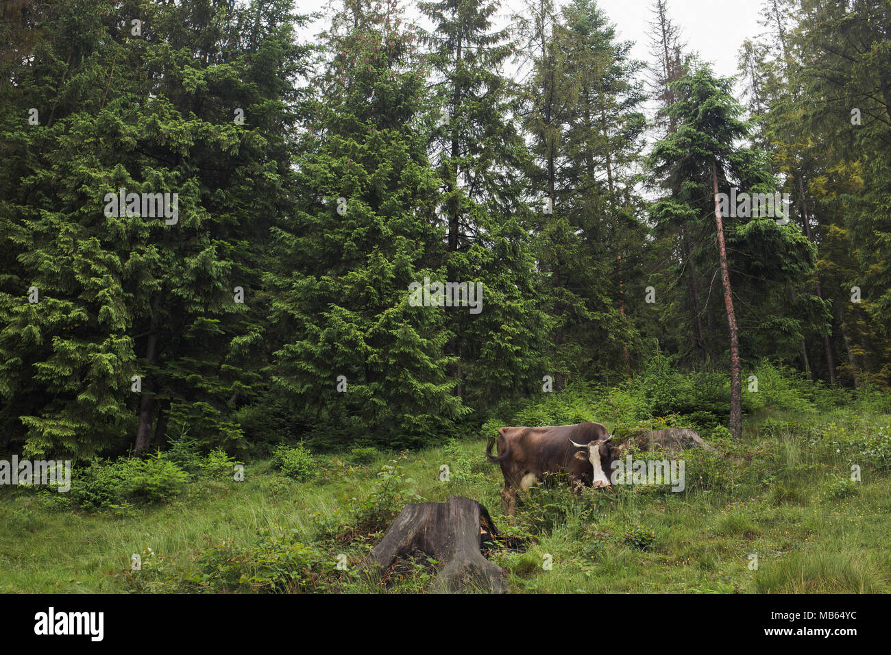Brown lonely cow feeding alone in old wood with green huge trees ...