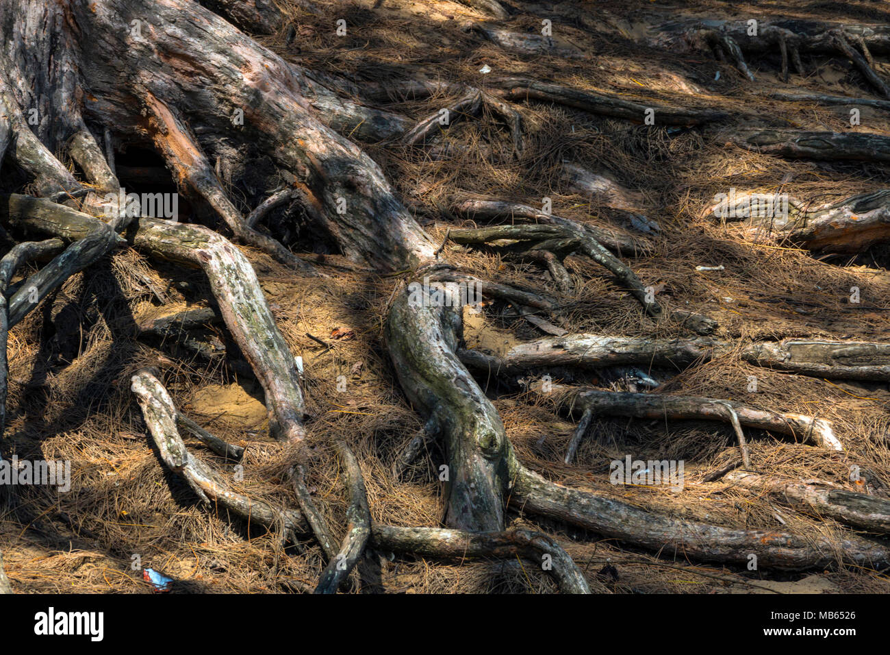 Close up of shaded tree roots covered in brown pine needles on coastal ...