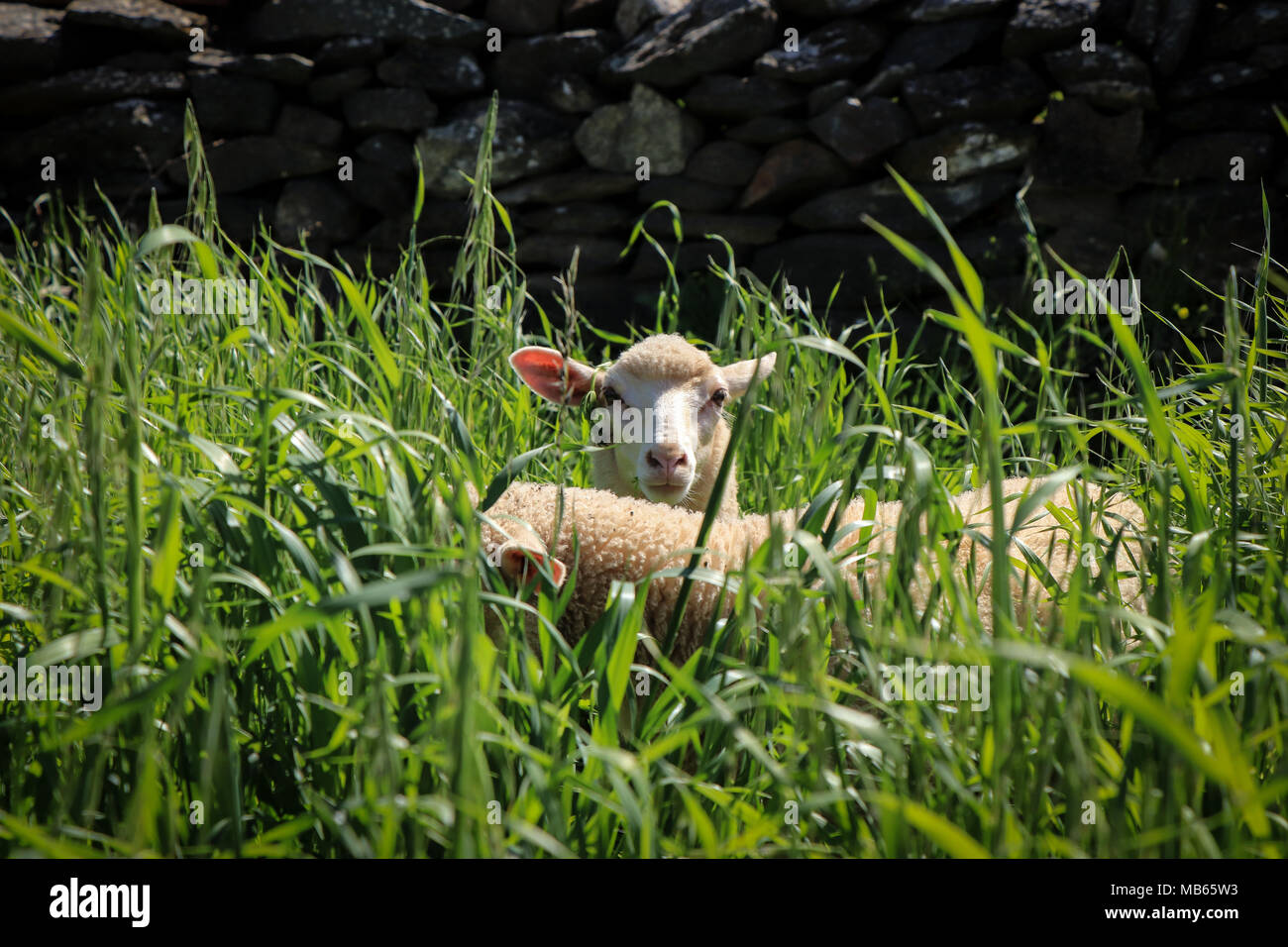 Sheep and rural nature hi-res stock photography and images - Alamy