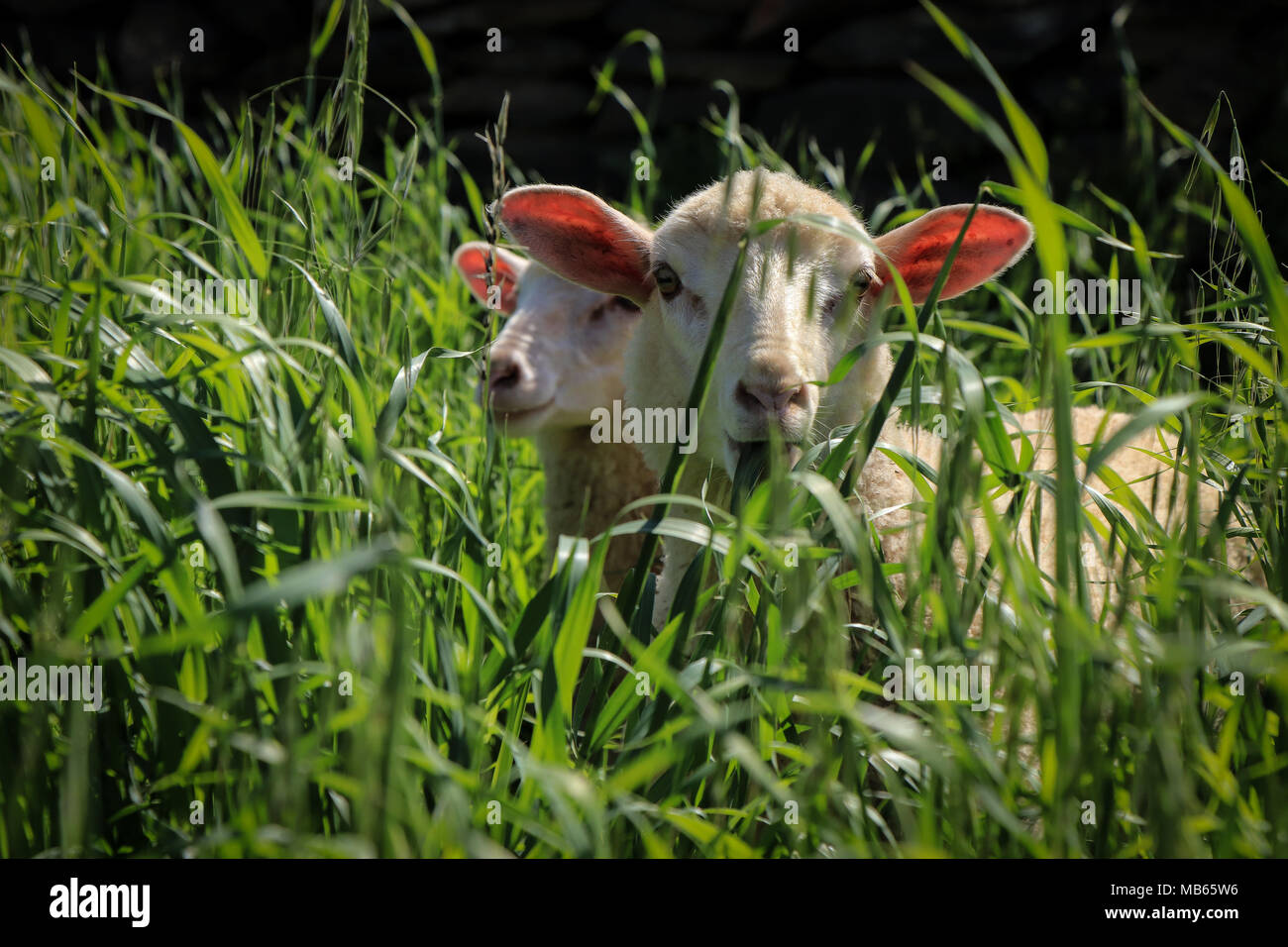 Two beautiful young sheep hi-res stock photography and images - Alamy