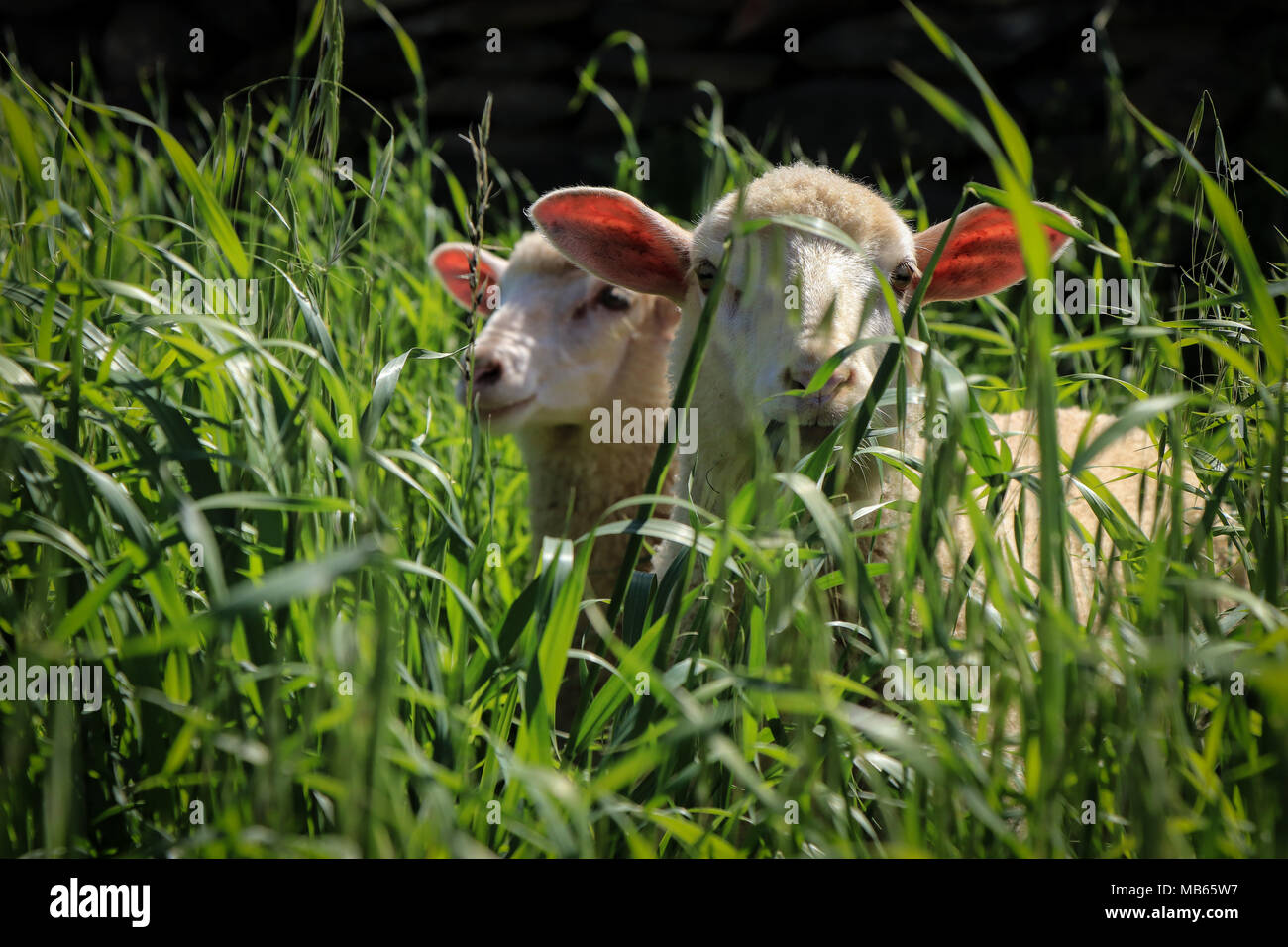 Two beautiful young sheep hi-res stock photography and images - Alamy