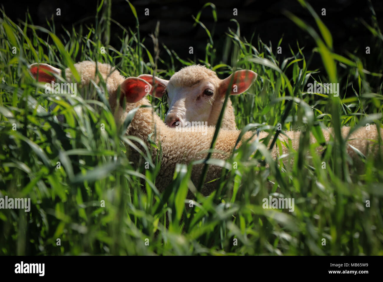 Two beautiful young sheep hi-res stock photography and images - Alamy