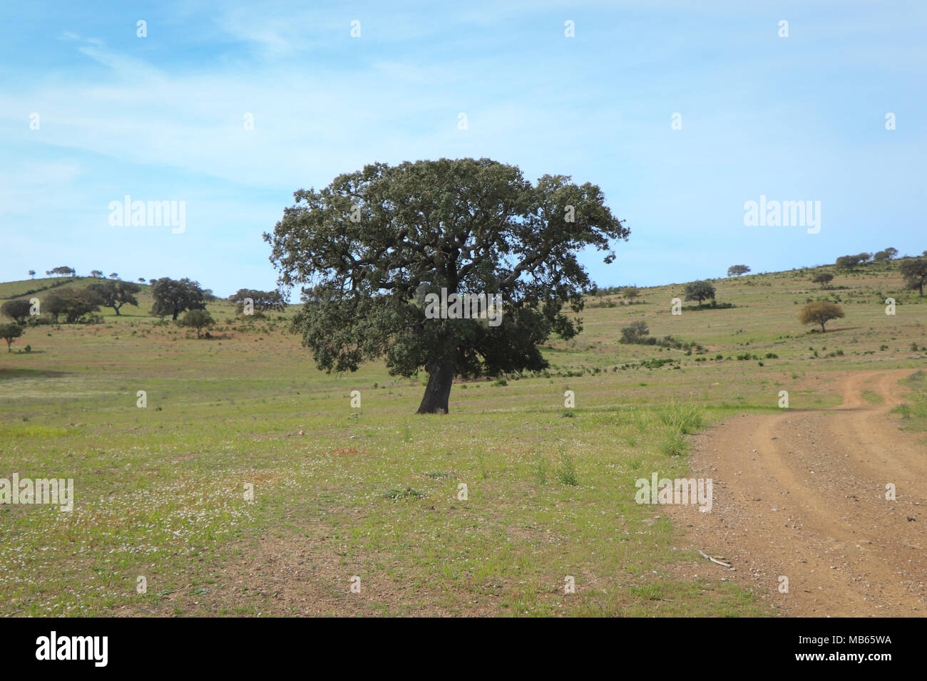 Field fields cork oak trees hi-res stock photography and images - Alamy