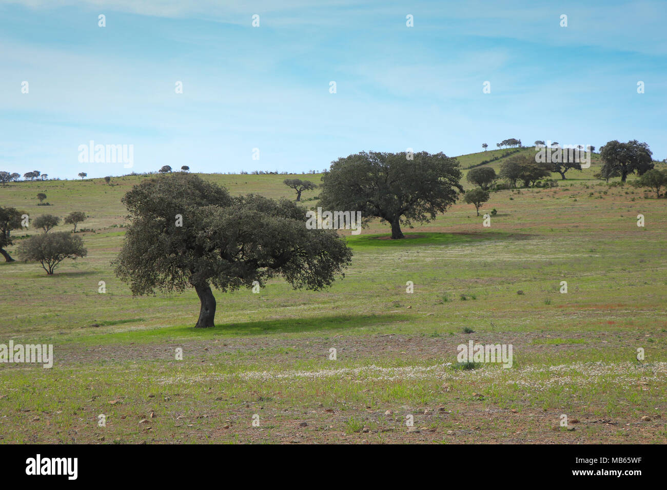 Field fields cork oak trees hi-res stock photography and images - Alamy