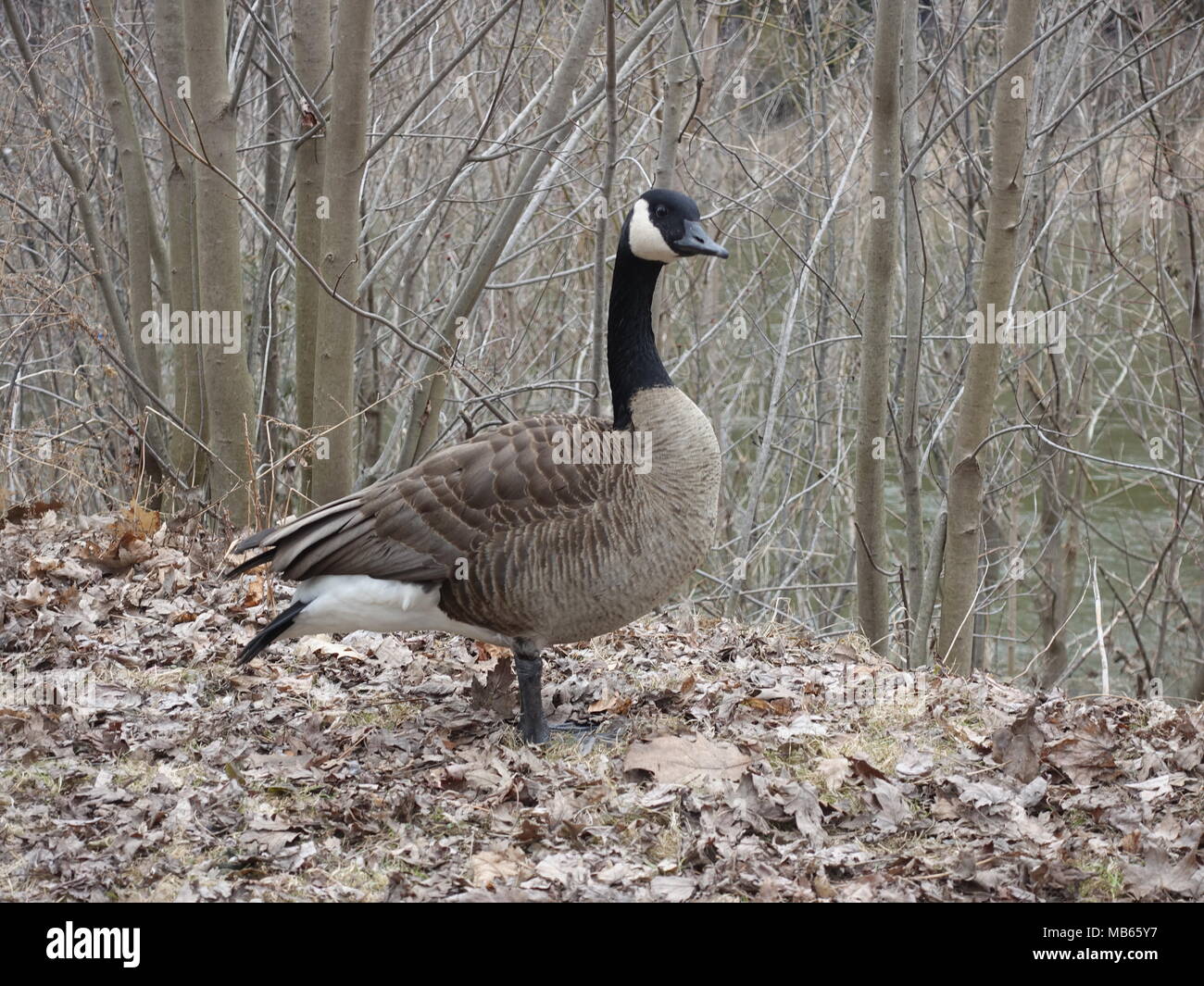 Canadian Goose, Geese, Ducks in the park. Various poses (sleeping ...