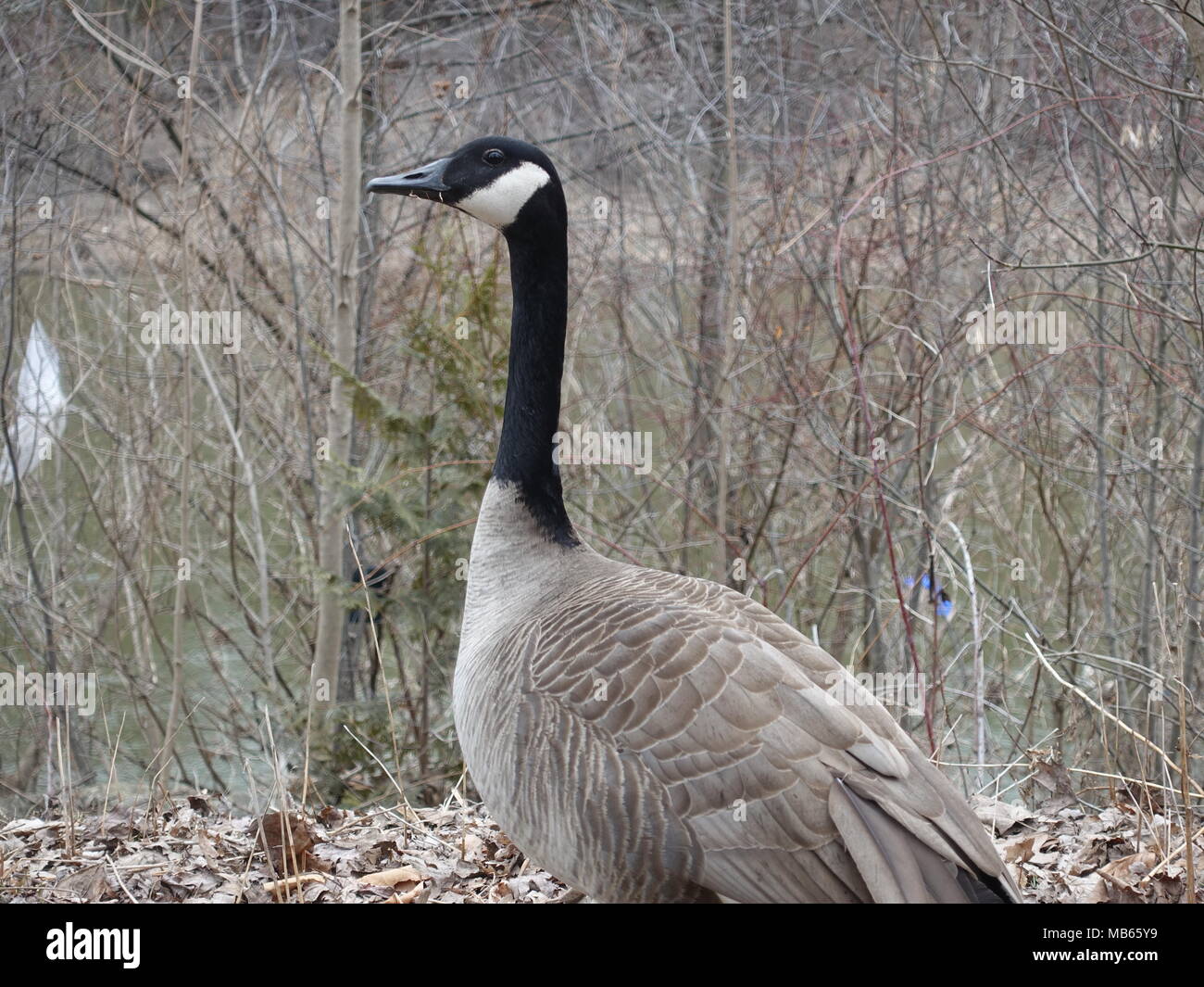Canadian Goose, Geese, Ducks in the park. Various poses (sleeping ...