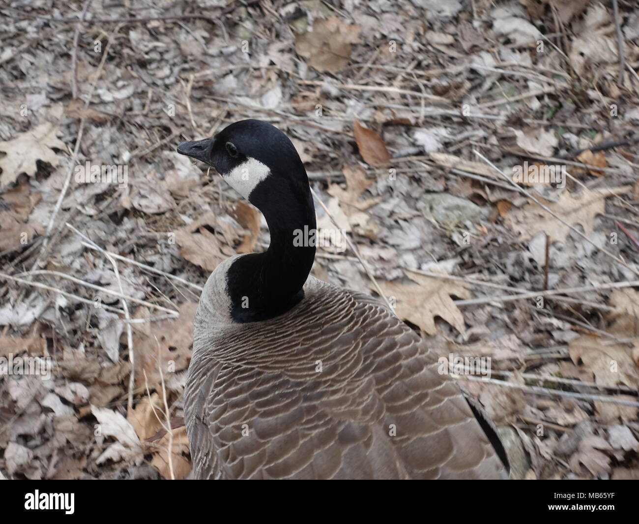 Canadian Goose, Geese, Ducks in the park. Various poses (sleeping ...