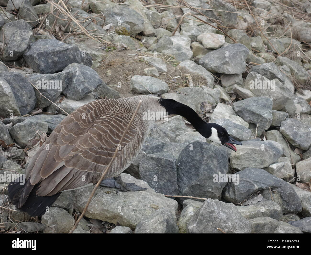 Canadian Goose, Geese, Ducks in the park. Various poses (sleeping ...
