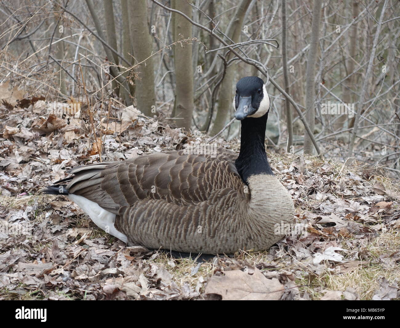 Canadian Goose, Geese, Ducks in the park. Various poses (sleeping ...