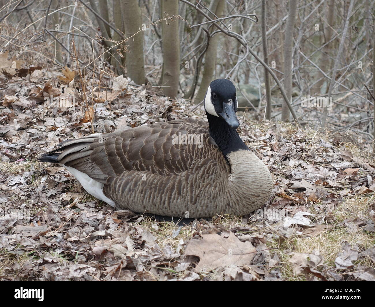 Canadian Goose, Geese, Ducks in the park. Various poses (sleeping ...