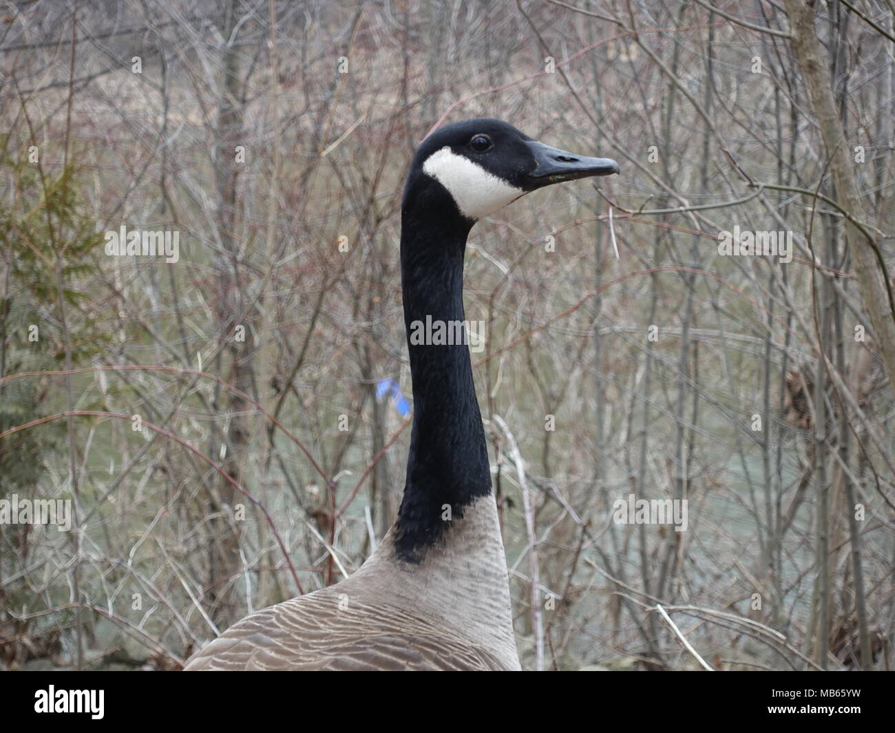 Canadian Goose, Geese, Ducks in the park. Various poses (sleeping ...