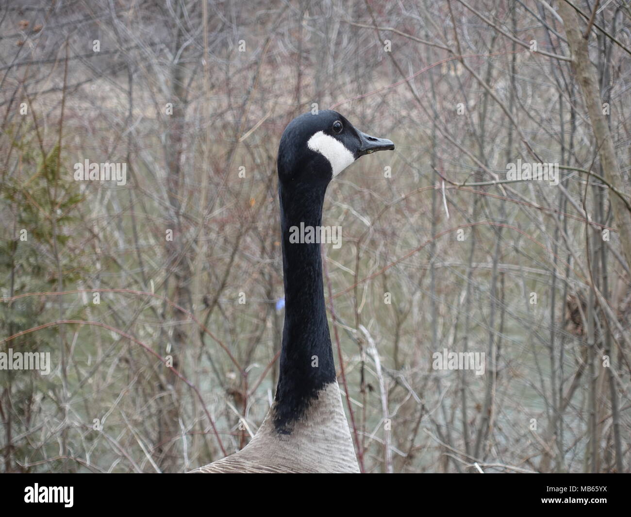 Canadian Goose, Geese, Ducks in the park. Various poses (sleeping ...
