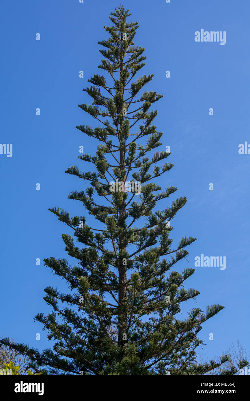 Araucaria angustifolia tree against blue sky loks like a perfetc giant ...