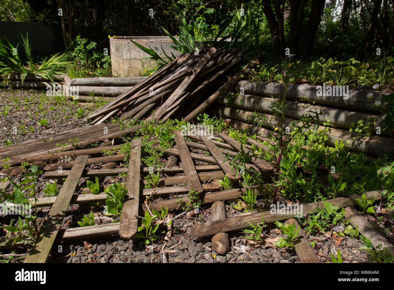 wood fence fallen in a garden with little herbs growing Stock Photo - Alamy