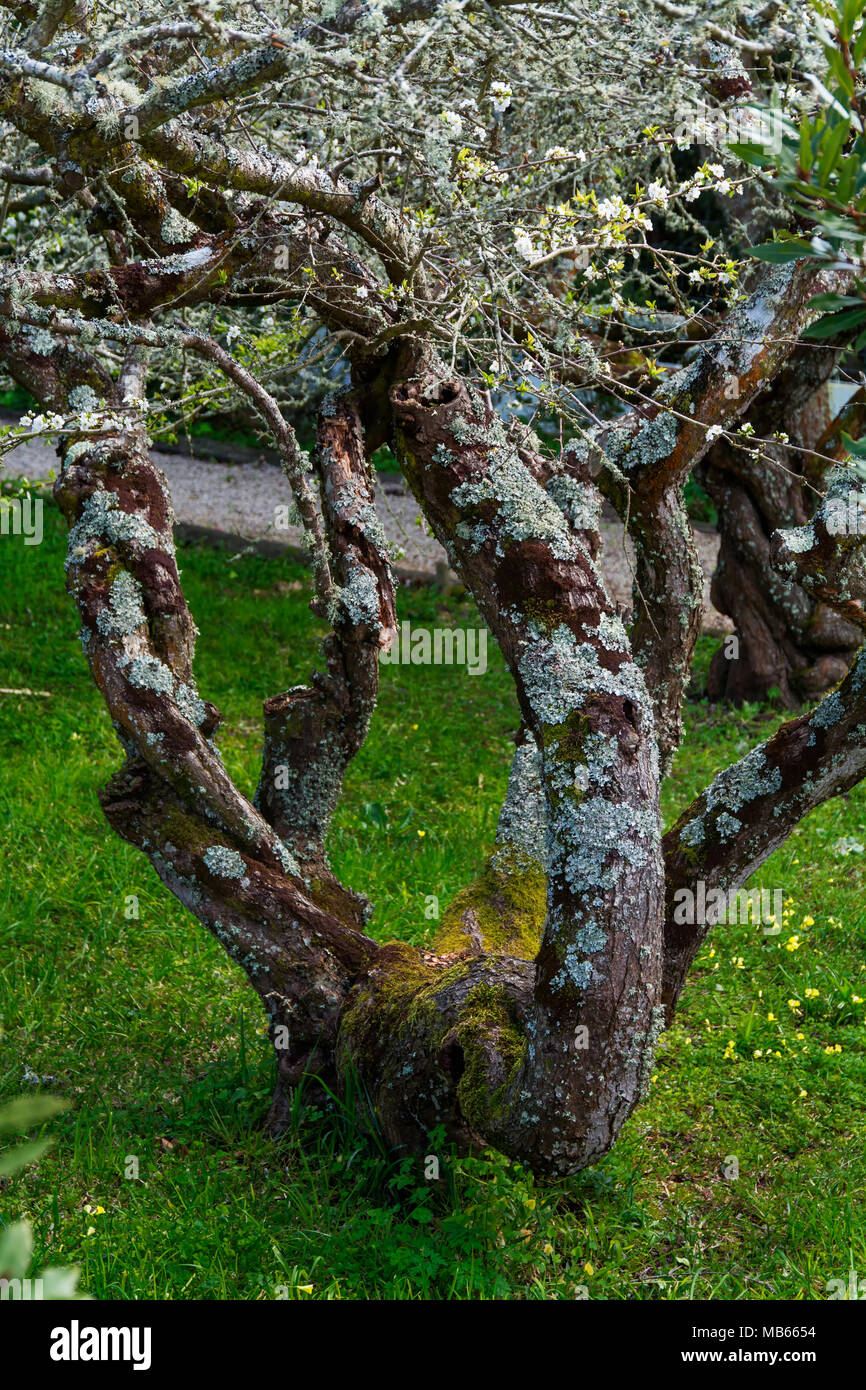Tree with twisted brunches in a green field Stock Photo - Alamy