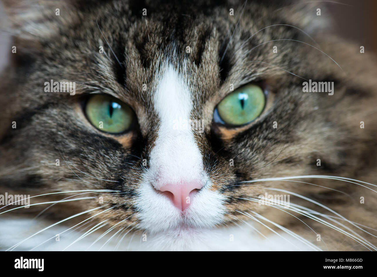 Cute cat muzzle hi-res stock photography and images - Alamy