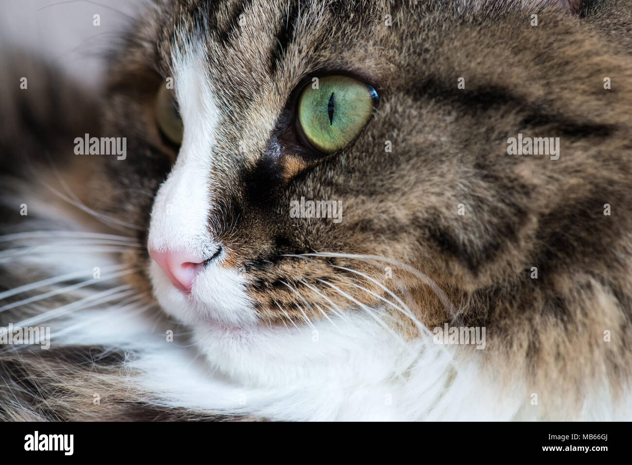 Muzzle cat hi-res stock photography and images - Alamy