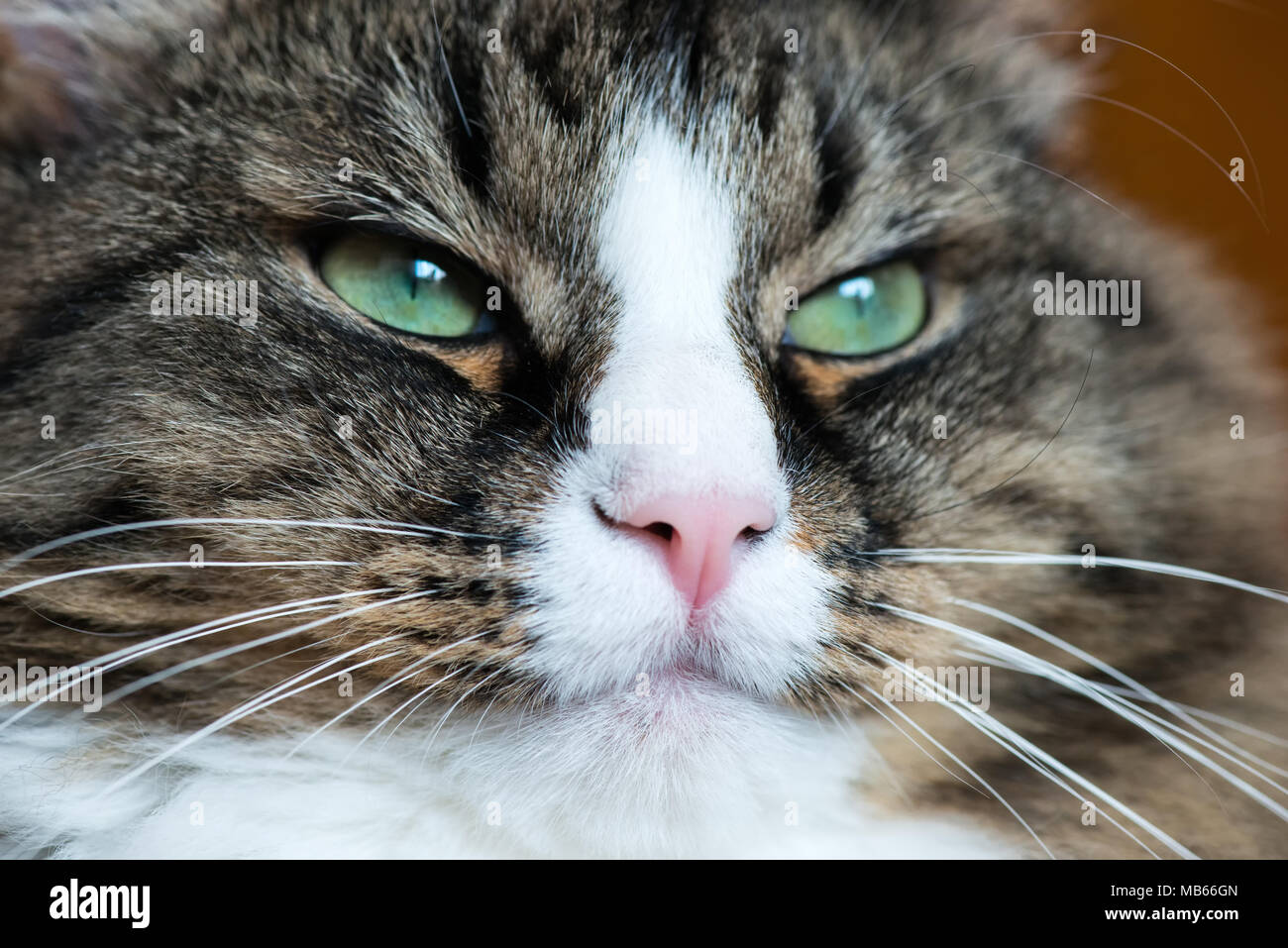 Muzzle of a cat hi-res stock photography and images - Alamy