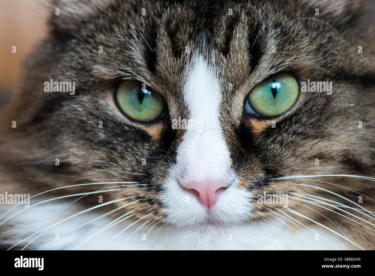 Cute cat muzzle hi-res stock photography and images - Alamy