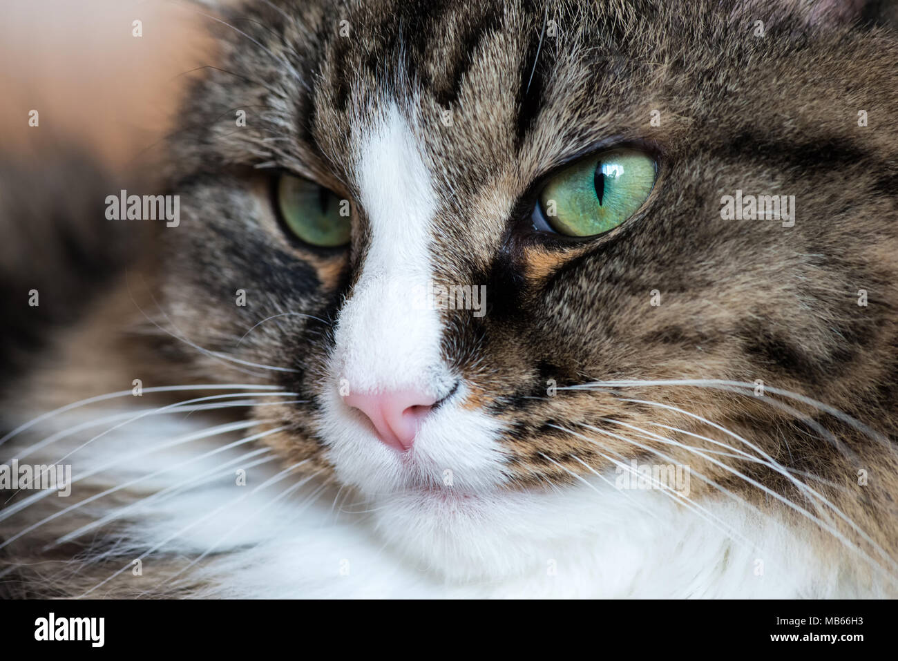 Muzzle cat hi-res stock photography and images - Alamy