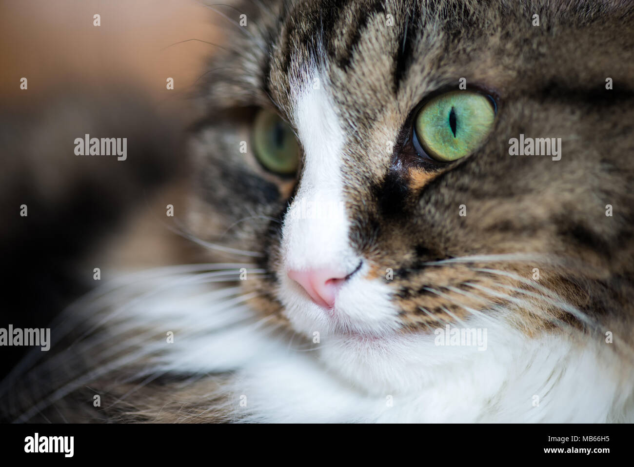 muzzle of a cat close-up Stock Photo - Alamy