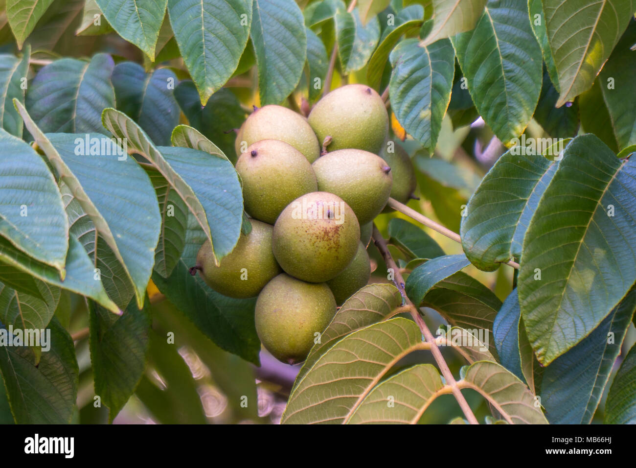 Green nuts on a tree. A lot of nuts on a tree, nature Stock Photo - Alamy
