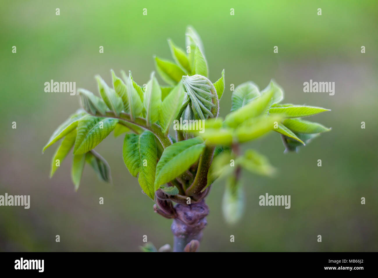 Buds Of Walnut High Resolution Stock Photography and Images - Alamy