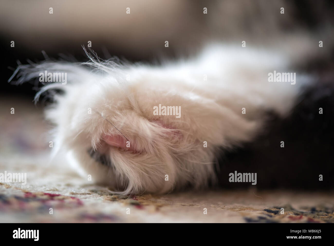 Close-up capture of a cat's foot. Macro Stock Photo - Alamy