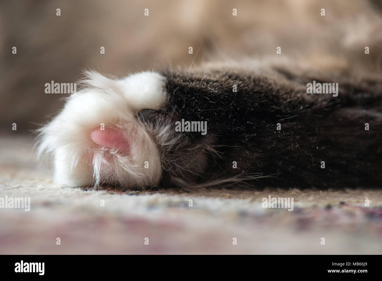 Cats foot hi-res stock photography and images - Alamy