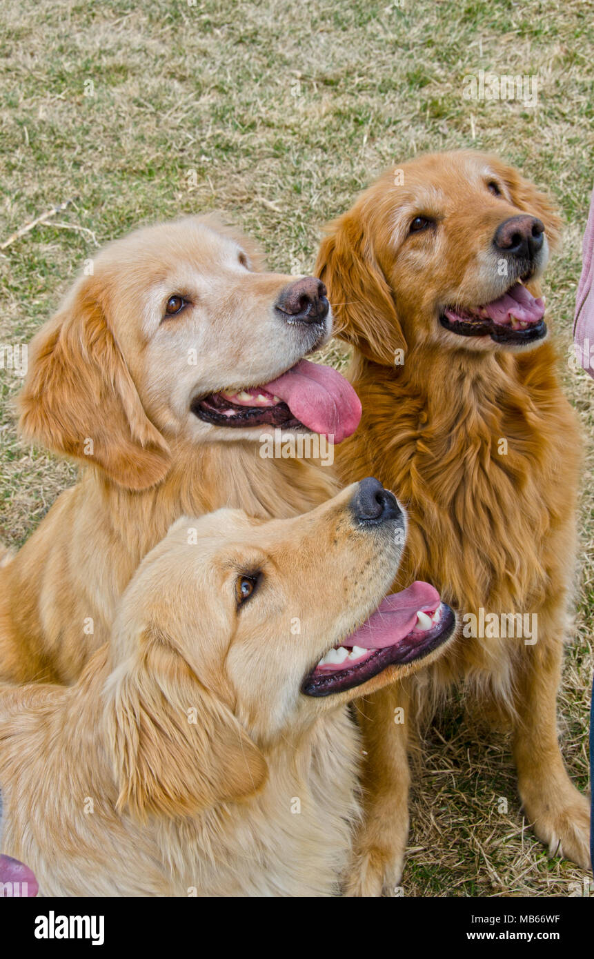 Golden retriever puppy hi-res stock photography and images - Alamy