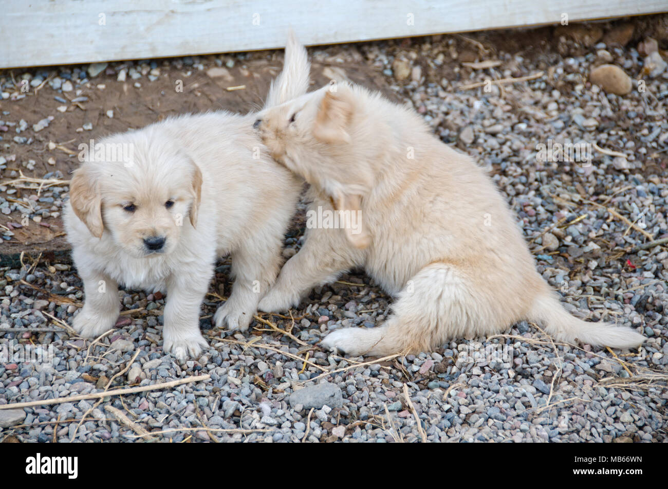 Two six week old Golden Retriever puppies play, with one pulling on the ...