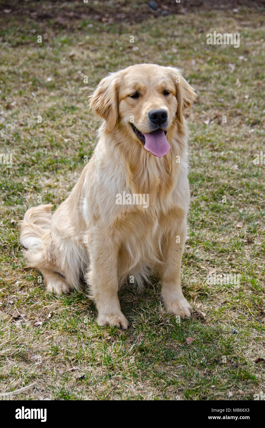 A mature Golden Retriever sits patiently in the green grass of summer ...