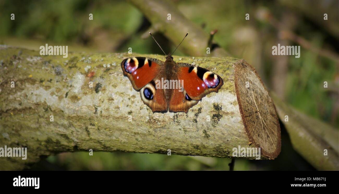 British Butterfly Red Peacock Stock Photo - Alamy