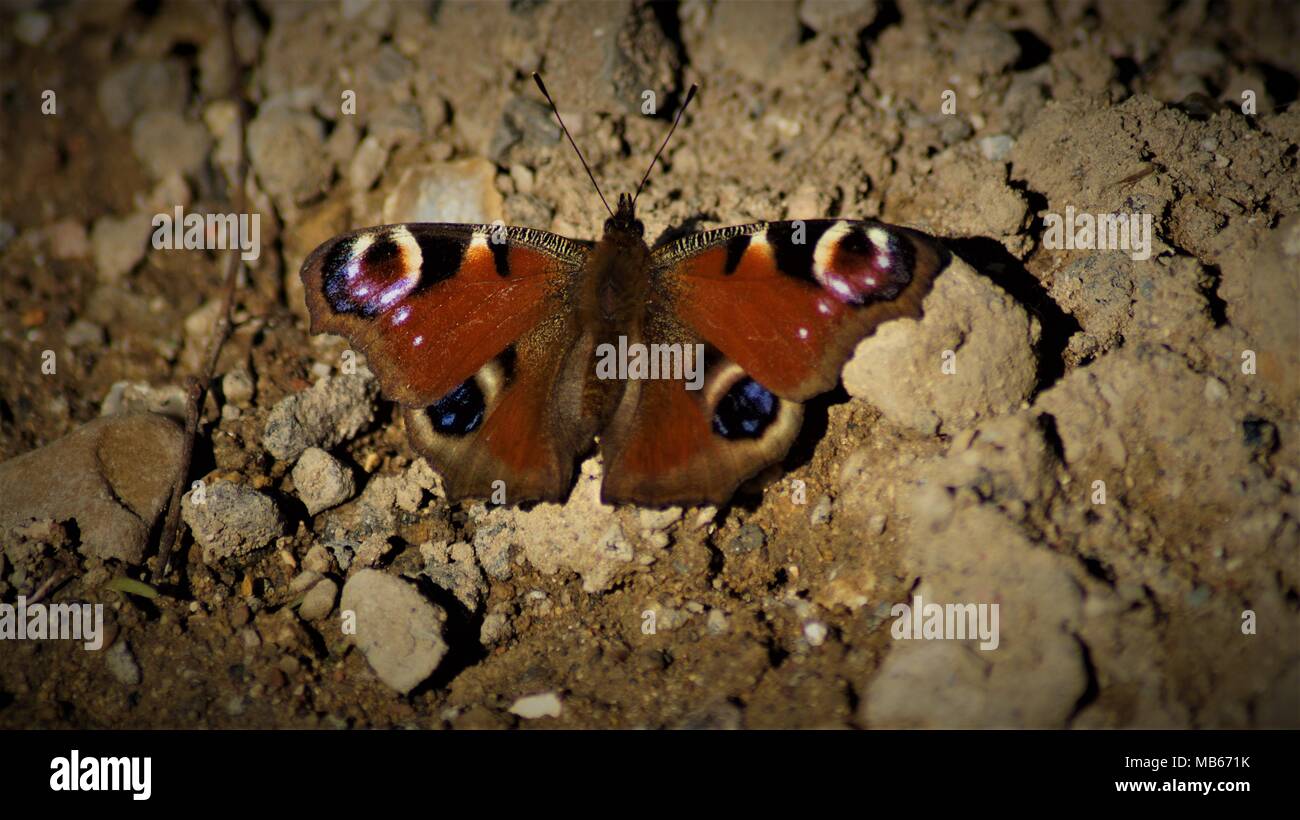 British Butterfly Red Peacock Stock Photo - Alamy