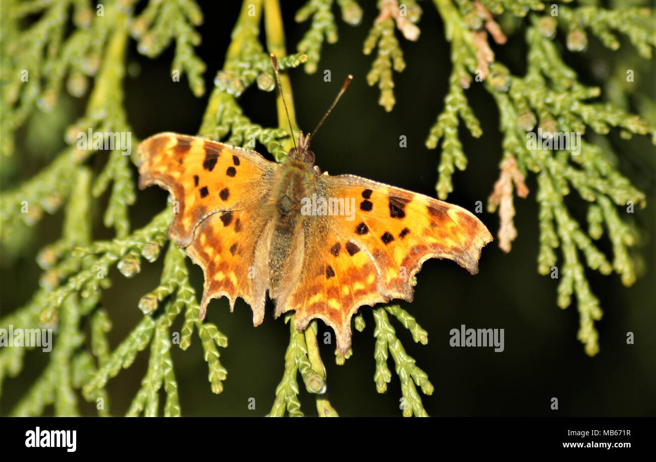 British Butterfly Comma Stock Photo - Alamy