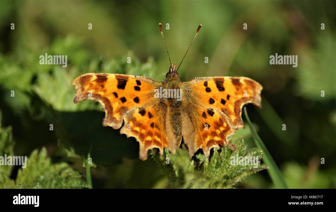 British Butterfly Comma Stock Photo - Alamy