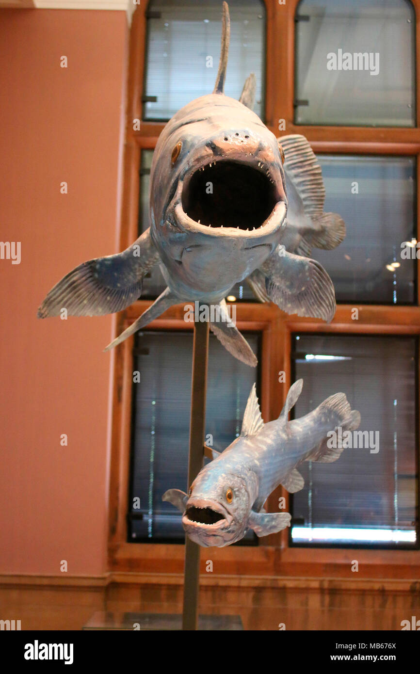 Urzeitlicher hi-res stock photography and images - Alamy